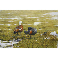 Nicolas Dillon Birds - from Central to the Coast | Milford Galleries ...