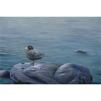 Nicolas Dillon Birds - from Central to the Coast | Milford Galleries ...