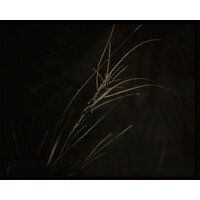 Bridget Reweti Tintypes | Milford Galleries Dunedin