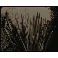 Bridget Reweti Tintypes | Milford Galleries Dunedin