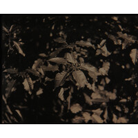 Bridget Reweti Tintypes | Milford Galleries Dunedin