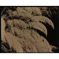 Bridget Reweti Tintypes | Milford Galleries Dunedin