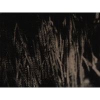 Bridget Reweti Tintypes | Milford Galleries Dunedin