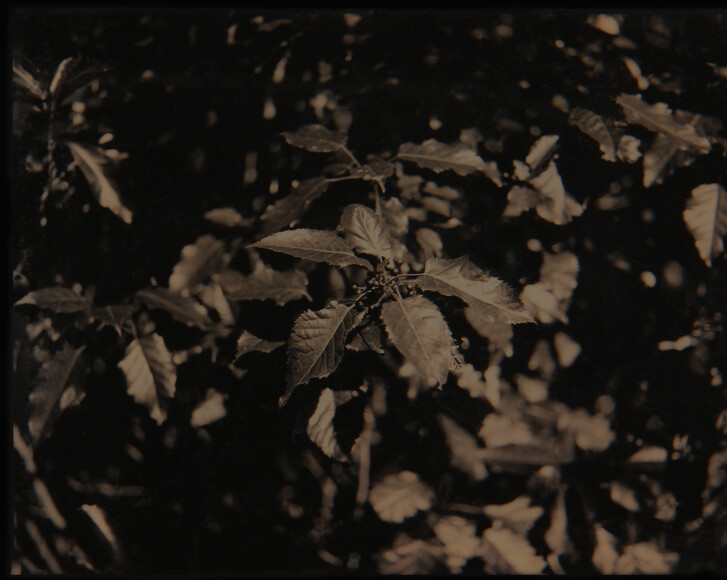 Bridget Reweti | Makomako | Milford Galleries Queenstown