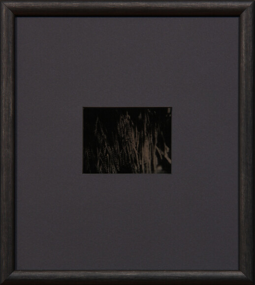 Bridget Reweti | Rimu | Milford Galleries Queenstown