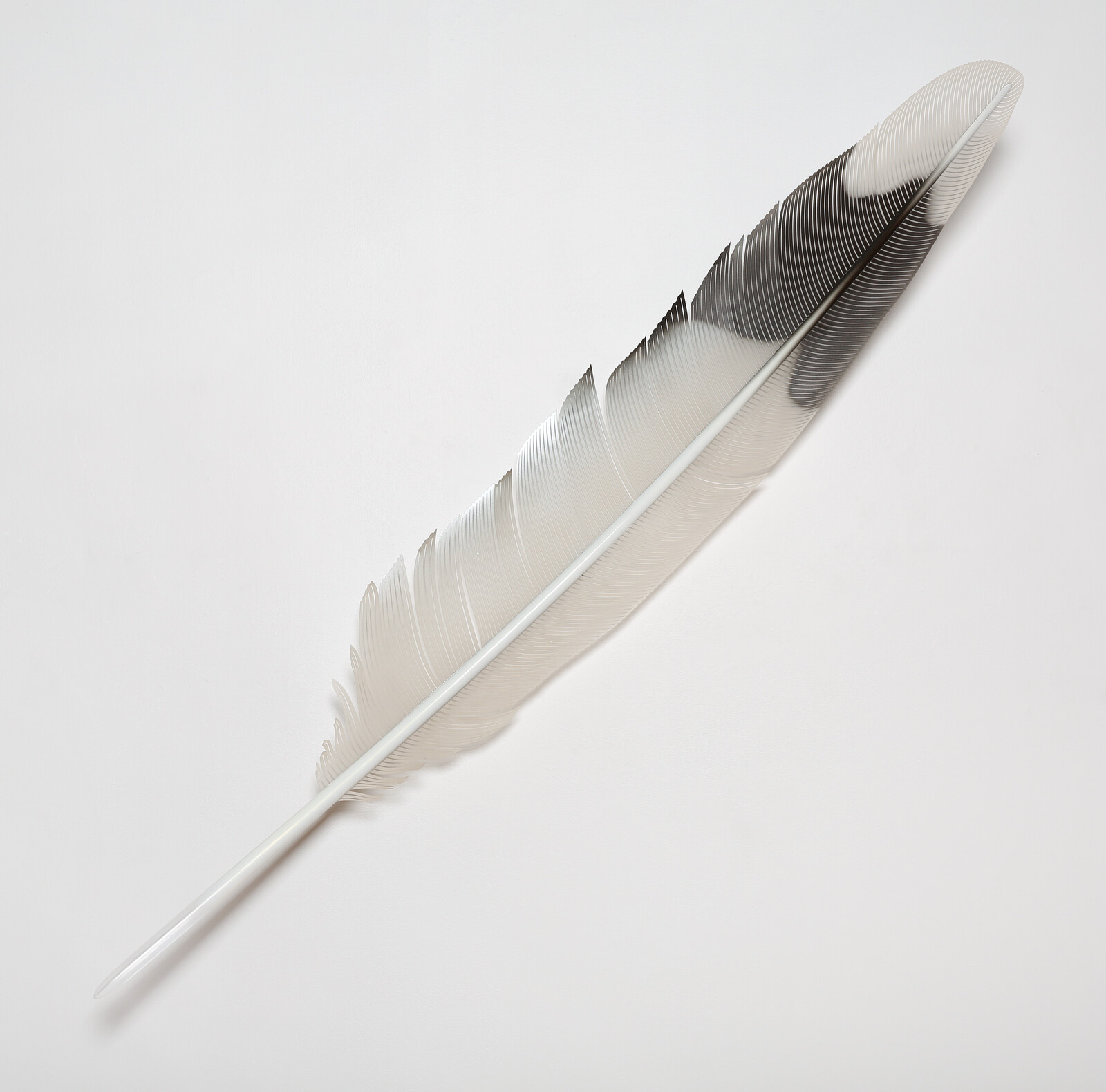 Neil Dawson | Seagull Feather | Milford Galleries Queenstown