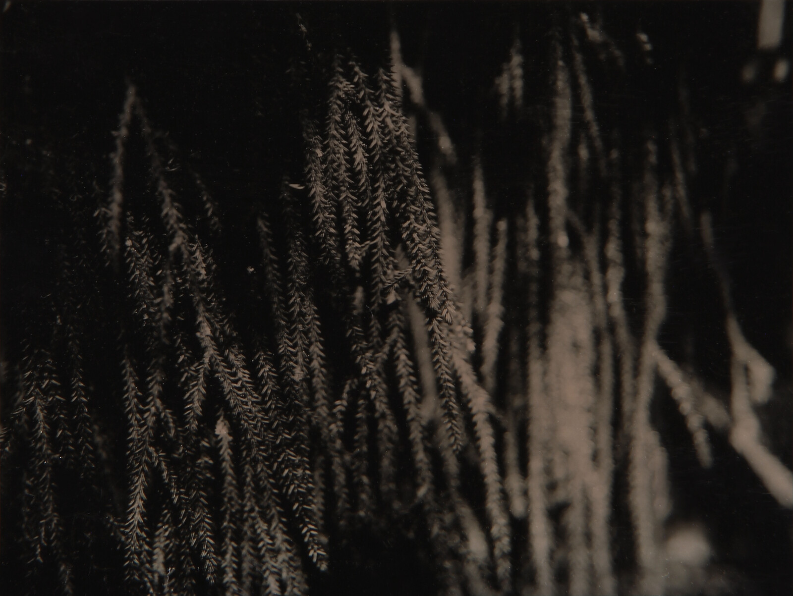 Bridget Reweti | Rimu | Milford Galleries Queenstown